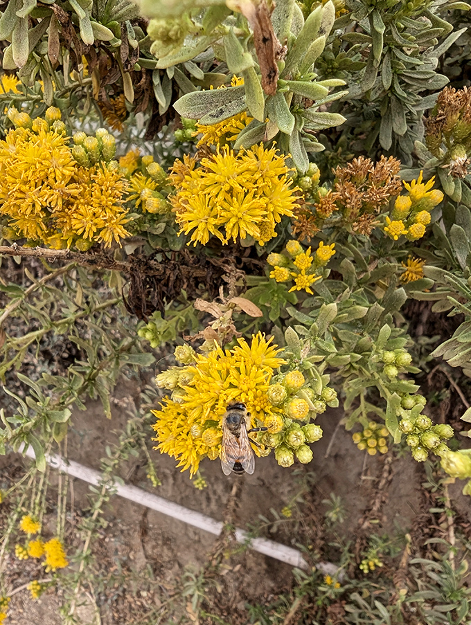 While you're huffing down the trail, these coastal wildflowers are hosting their own tiny ecosystem, complete with VIP bee guests.