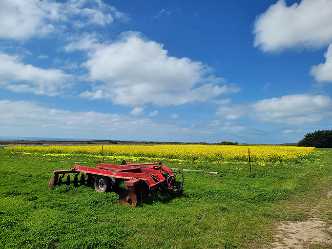 A farm tractor rests amid a sea of wildflowers. Even the equipment gets to enjoy the view at this coastal paradise.