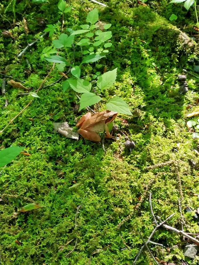 Camouflage master class taught by a Pennsylvania wood frog nestled in emerald moss. Nature's "Where's Waldo?" hiding in plain sight among the verdant carpet.