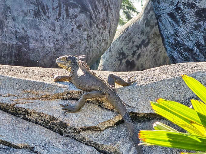 Even the local wildlife appreciates art! This iguana found the perfect sunbathing spot on mythology's greatest battle scene.