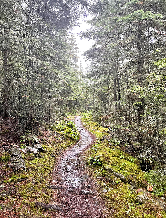 The forest primeval—moss-carpeted trails where you half expect woodland creatures to start singing Disney tunes as you pass.