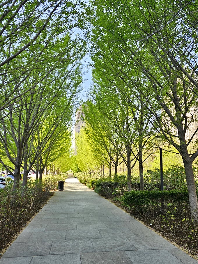 A cathedral of trees creates nature's perfect colonnade. This shaded pathway offers respite from summer heat while framing views of downtown's architecture.