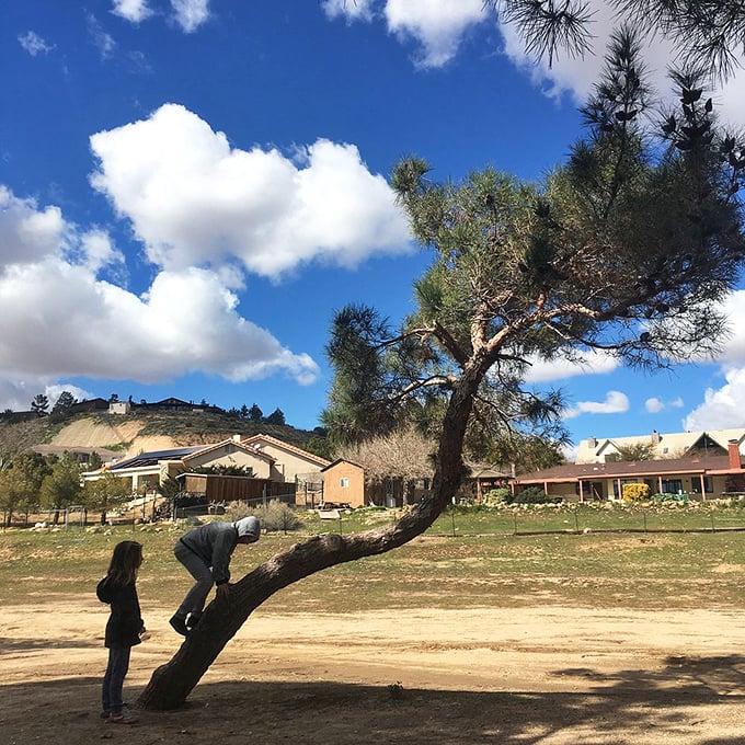 In Hesperia, even the trees lean in to hear what you're saying—nature's playground under a perfect California sky.