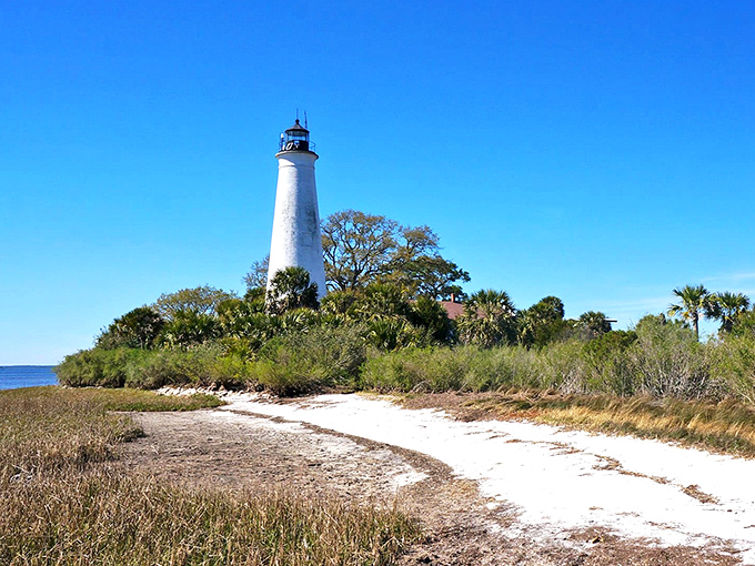 The St. Marks lighthouse stands like Florida's version of a coastal sentinel. It's seen more dramatic weather than a reality TV show reunion special.
