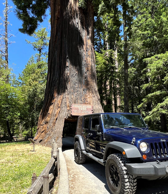 california weird tree attraction ftr