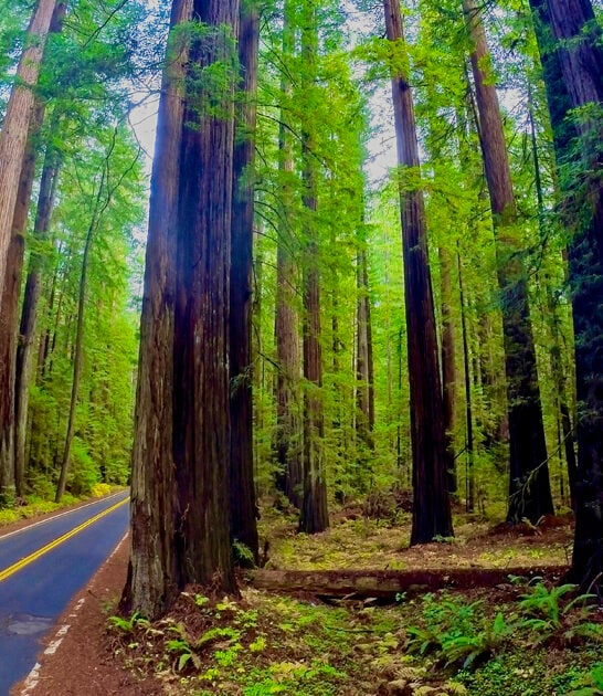 charming weekend park california ftr