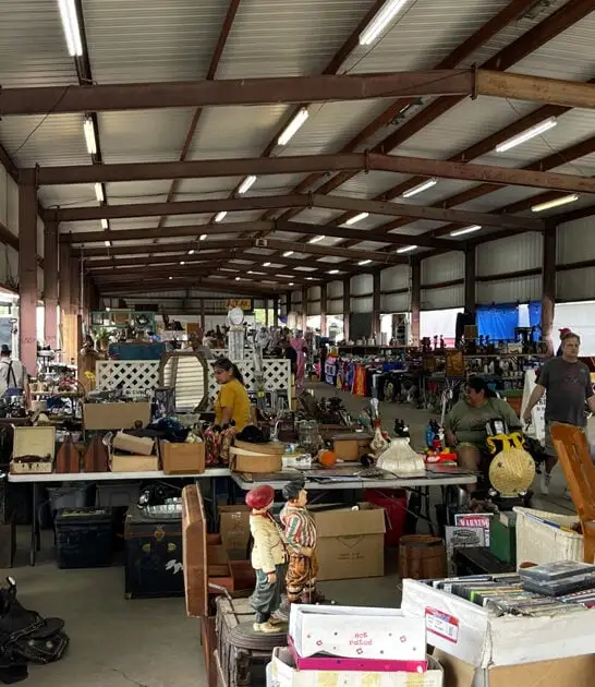 massive flea texas trip ftr