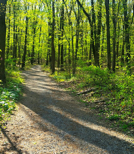 park pennsylvania trails trees ftr