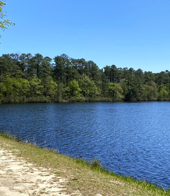 south carolina forest fantasy ftr
