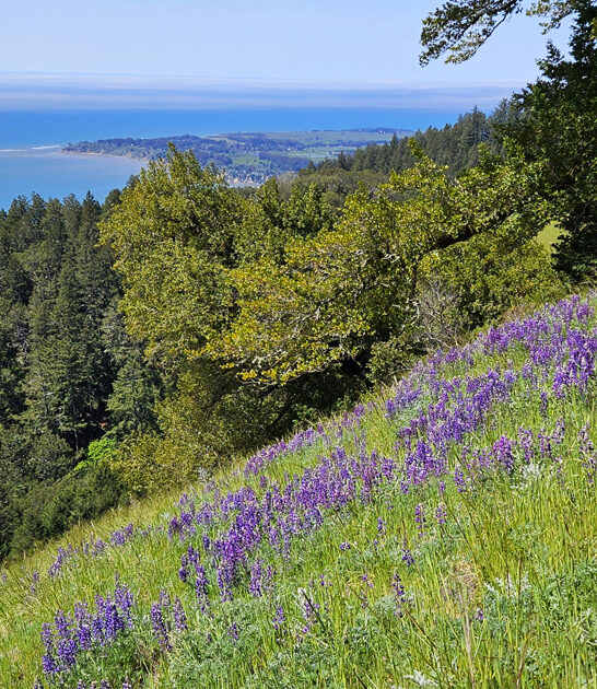 trip gorgeous park california ftr