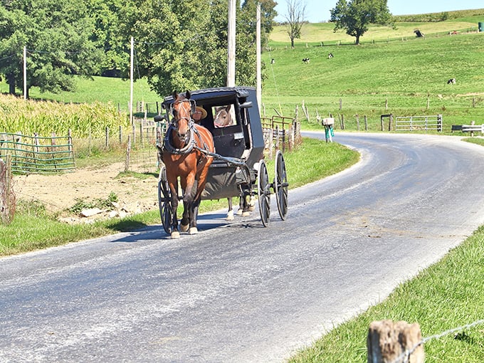 Horse-drawn buggies aren't just tourist attractions here—they're the daily commute. Ohio's rolling countryside provides the perfect backdrop for this authentic Amish transportation.