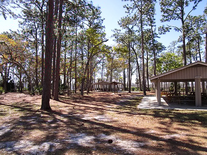 Picnic pavilions scattered among towering pines—like nature's food courts but with better ambiance and zero mall walkers.