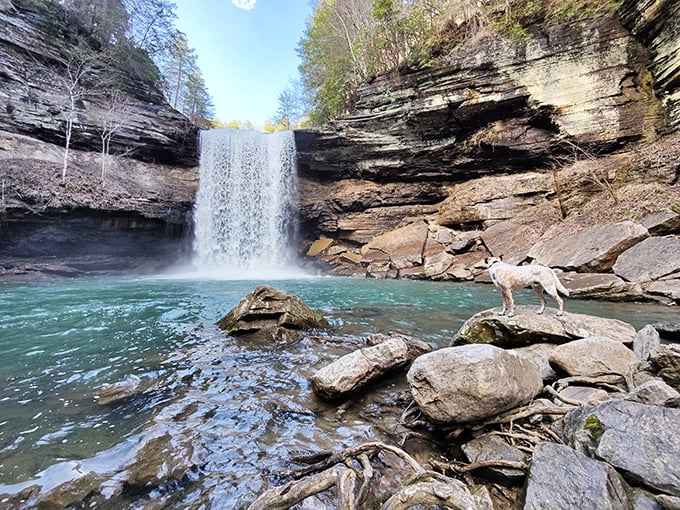 Nature's perfect plunge pool awaits at Savage Gulf. This waterfall doesn't just cascade—it performs, creating an emerald swimming hole worthy of a travel magazine cover.