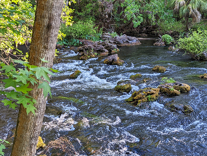 The Hillsborough River's rapids offer Florida's rare vertical moment – like finding a roller coaster in a pancake factory.