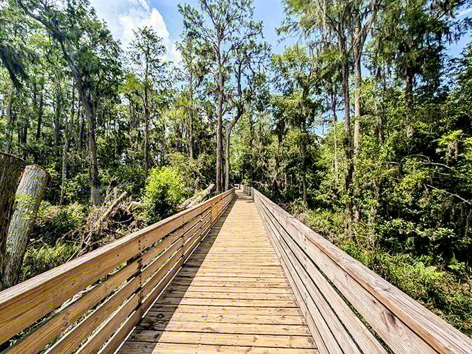 Nature's boardwalk beckons through a cathedral of Spanish moss and cypress trees. This wooden path at Lake Louisa feels like stepping into Florida's wild heart.