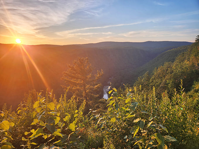 Sunset bathes Pennsylvania's Grand Canyon in golden light, transforming Leonard Harrison State Park into nature's most spectacular theater.