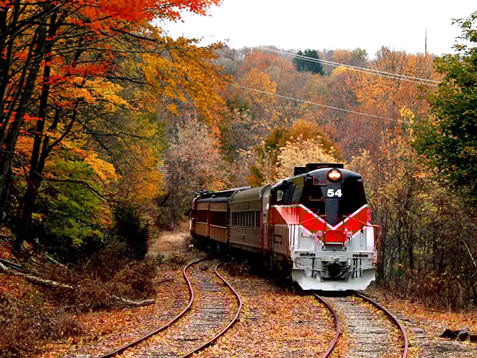 Nature's own fireworks display frames the distinctive red and black locomotive as it winds through Pennsylvania's autumn splendor. All aboard for leaf-peeping perfection!