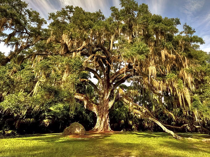 Nature's boardwalk beckons with promise of adventure. The weathered wooden path stretches toward Bulow Creek's tranquil waters, where Florida's wild heart beats strongest.