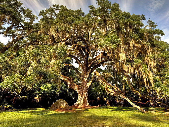 Nature's boardwalk beckons with promise of adventure. The weathered wooden path stretches toward Bulow Creek's tranquil waters, where Florida's wild heart beats strongest.