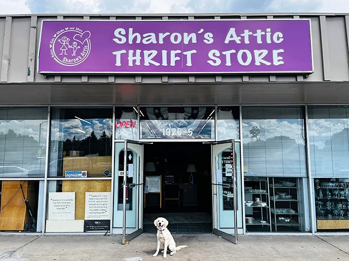 The purple sign beckons like a thrift store lighthouse, guiding bargain hunters safely to shore. Even the dog knows where the deals are!