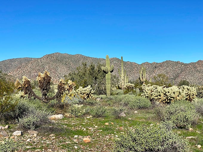 Nature's own masterpiece – towering saguaros stand like sentinels against the Estrella Mountains, reminding us that Mother Nature was the original landscape architect.