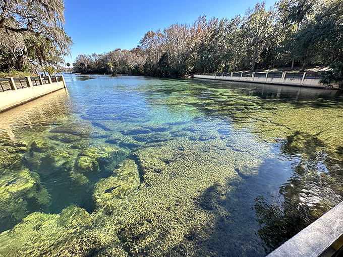 Nature's own infinity pool, where emerald waters meet ancient forest. The clarity makes you wonder if someone secretly vacuums the spring floor nightly.