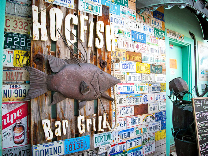 The entrance to Hogfish Bar & Grill is a masterpiece of Florida Keys ingenuity—license plates become wallpaper and a metal hogfish sculpture stands guard like a rusty sentinel.