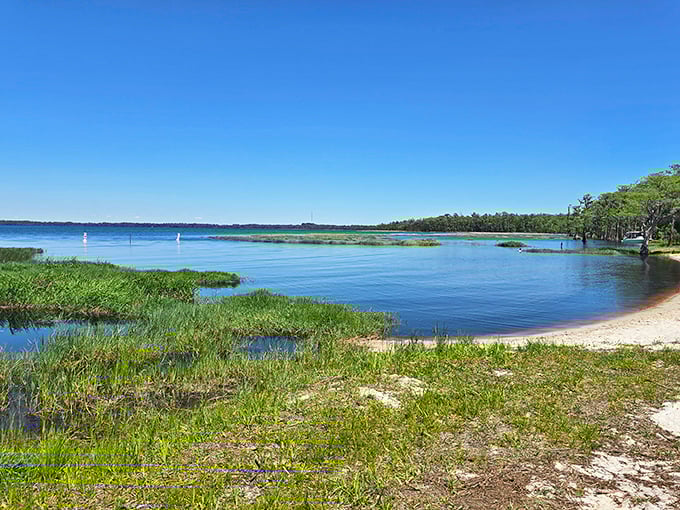 Tranquil waters meet grassy shores at Lake Louisa, where blue skies and gentle waves create the perfect escape into Florida’s natural beauty.