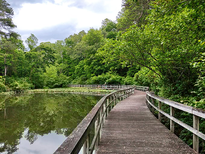 The wooden boardwalk at James River State Park curves gracefully around the pond, inviting you to slow down and breathe in the green therapy all around.