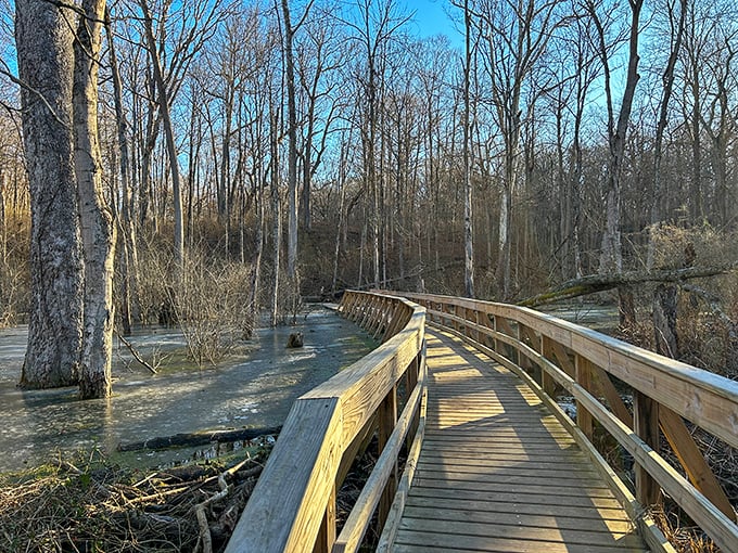The wooden boardwalk stretches through winter-bare trees like nature's welcome mat, inviting exploration of wetlands most visitors never see.