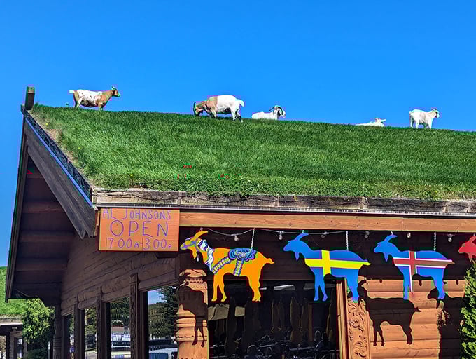 The most famous lawn maintenance crew in Wisconsin grazes atop Al Johnson's, where goats and Swedish cuisine create the ultimate Door County spectacle.