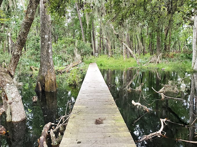 Nature's boardwalk beckons through a cathedral of cypress trees, where sunlight dapples the wooden path like nature's own stained glass windows.