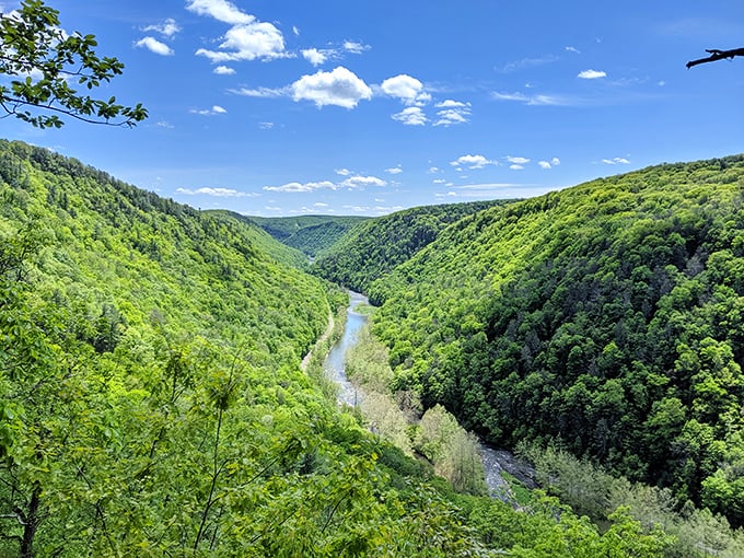 The Pennsylvania Grand Canyon unfolds like nature's own IMAX screen, with Pine Creek carving its masterpiece through endless green hills.