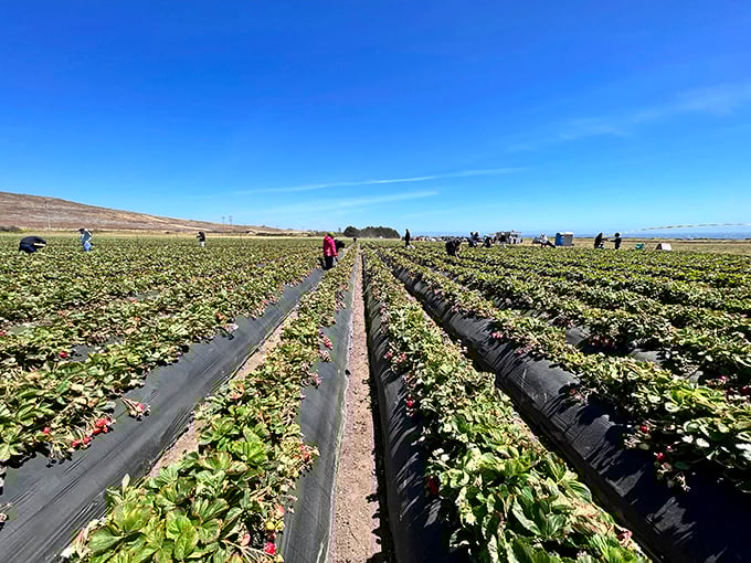 Rows of green stretching toward the horizon, where strawberry dreams come true. The Pacific Ocean provides the perfect backdrop for nature's candy factory.