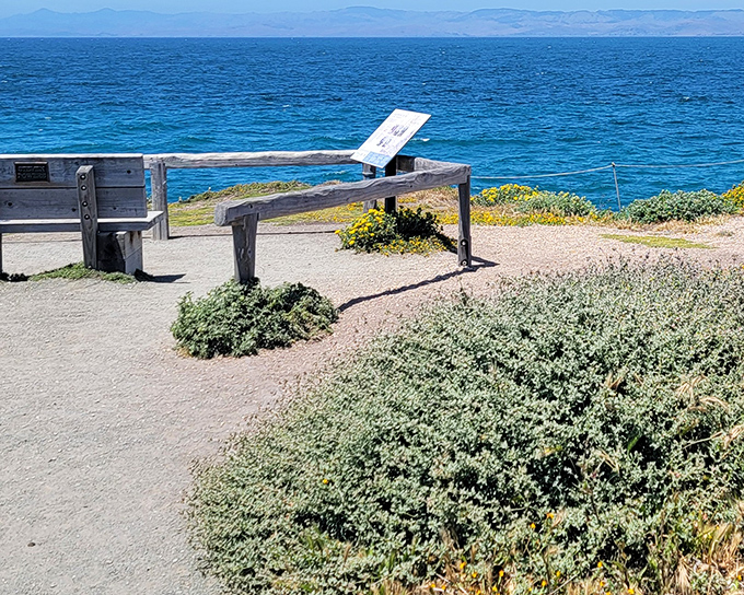A winding trail through golden coastal scrub beckons like nature's red carpet, inviting you to explore the untamed beauty of Montaña de Oro's rolling hills.