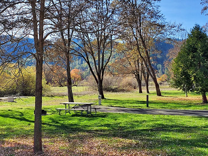 Mother Nature's picnic spot perfection. Dappled sunlight plays across emerald grass while mountains stand guard in the distance, practically begging you to unpack a sandwich.