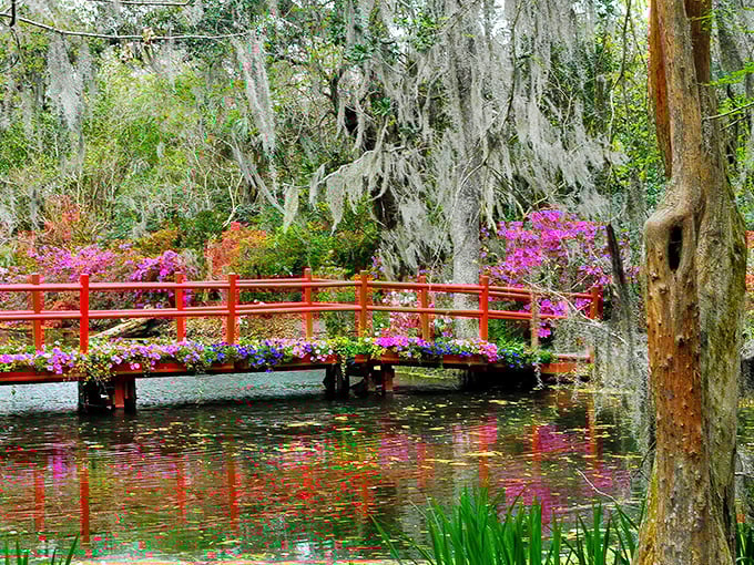 The iconic red bridge at Magnolia Gardens creates a perfect harmony with azaleas and Spanish moss, like nature's own watercolor masterpiece.