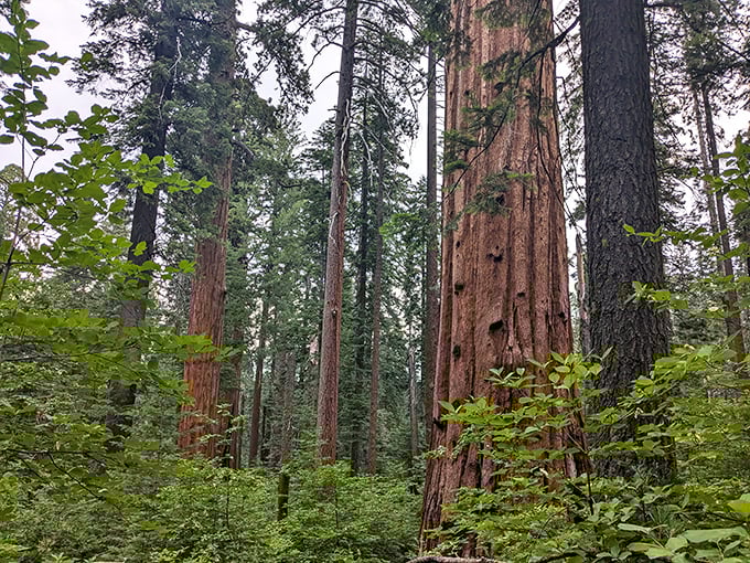 Nature's skyscrapers reach for the heavens, their cinnamon-colored trunks telling stories that began before Rome was built. These silent giants humble even the most jaded visitor.