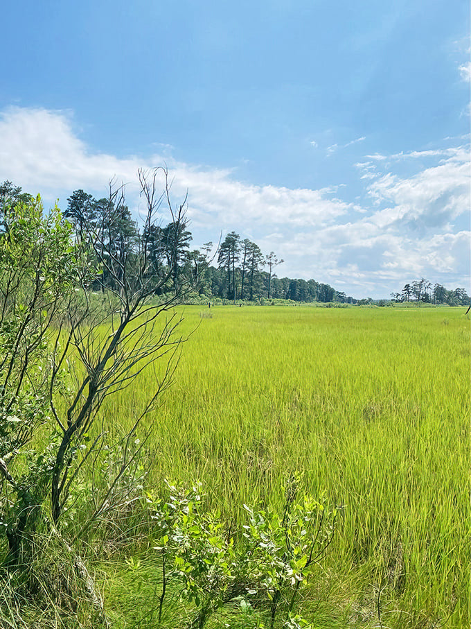 Nature's masterpiece unfolds in vibrant greens and blues at Cape Henlopen, where salt marshes stretch toward the horizon like nature's welcome mat.