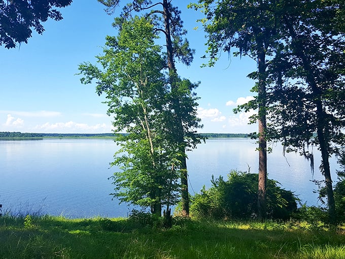 Lake Seminole stretches out like nature's infinity pool, where the horizon meets water in a display that makes smartphone wallpapers jealous.