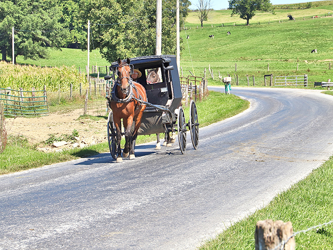 The quintessential Amish Country postcard moment. Notice how the buggy driver doesn't need GPS to navigate these winding roads—just generations of local knowledge.
