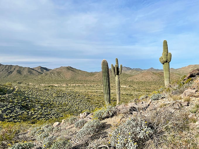 Nature's own masterpiece – towering saguaros stand like sentinels against the Estrella Mountains, reminding us that Mother Nature was the original landscape architect.