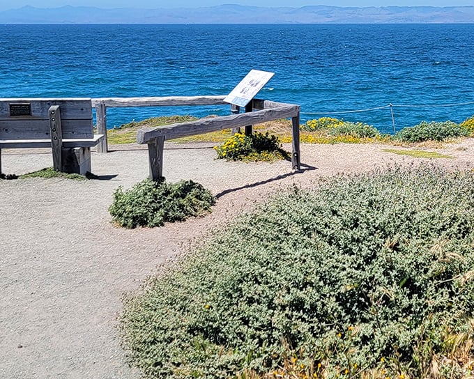 A winding trail through golden coastal scrub beckons like nature's red carpet, inviting you to explore the untamed beauty of Montaña de Oro's rolling hills.