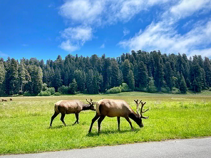 Roosevelt elk grazing peacefully against a backdrop of towering redwoods – nature's version of the perfect roommates who never argue about the thermostat.