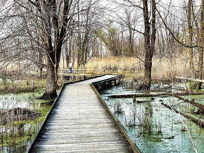 Winter reveals the boardwalk's true character – a wooden lifeline through dormant wetlands waiting patiently for spring's grand awakening.