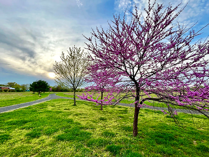 Spring's grand entrance at Benjamin Rush State Park – flowering trees paint the landscape in vibrant purples against emerald grass.