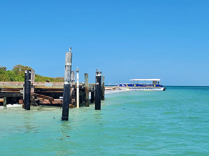 Your first glimpse of paradise! Egmont Key's lighthouse stands tall against the azure Gulf waters, beckoning adventurers to a world away from theme parks and traffic.