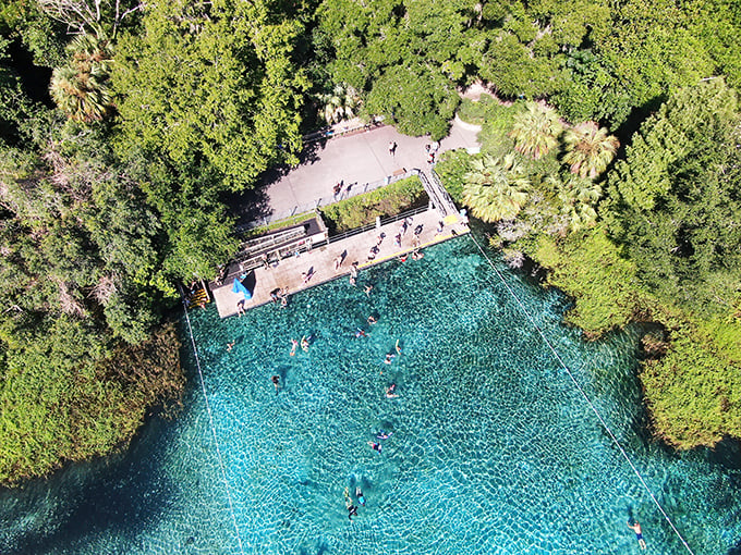 From a bird’s-eye view, Mother Nature’s masterpiece unfolds: crystal-clear Florida spring waters framed by lush greenery, inviting swimmers into a living postcard.