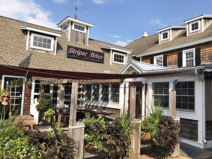 The coastal charm of Striper Bites welcomes you with weathered cedar shingles and a cozy porch—like a postcard from seafood heaven come to life.