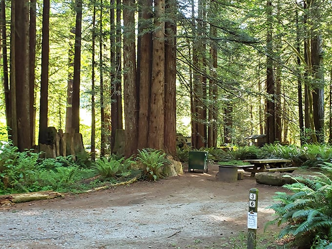These towering redwoods make you feel like you've shrunk to hobbit-size in nature's grandest cathedral.